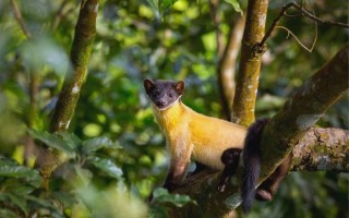 黄喉貂吃什么食物_黄喉貂爱吃什么