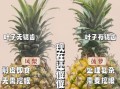 凤梨和菠萝味道一样吗_凤梨和菠萝的区别