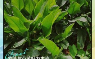 粽子叶属于什么垃圾_粽子叶怎么分类