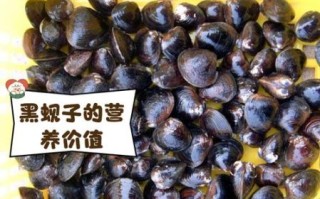 黑蛤蜊和花蛤的区别_哪个更好吃