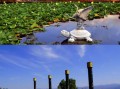西昌旅游必去景点有哪些_邛海泸山怎么玩