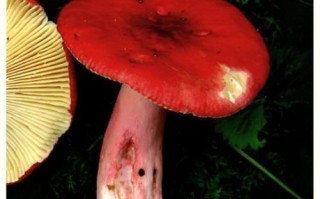 毒红菇中毒症状_毒红菇和可食红菇区别