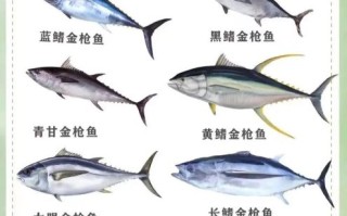 金枪鱼价格现在多少钱一斤_2024年最新行情