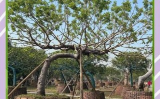 红果冬青树图片_如何识别真假红果冬青