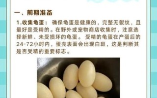 乌龟蛋孵化温度多少合适_乌龟蛋孵化过程图怎么看