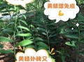黄精的功效与作用及禁忌_什么人不能吃黄精