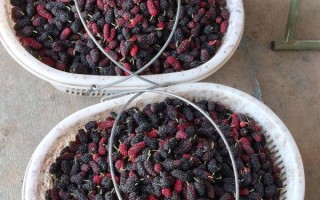 桑葚图片实拍_如何挑选新鲜桑葚