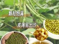 绿豆汤怎么煮是绿色_绿豆汤不变色的秘诀
