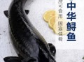 鲟鱼怎么杀_鲟鱼宰杀视频教程
