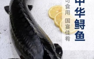 鲟鱼怎么杀_鲟鱼宰杀视频教程