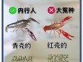 龙虾吃什么食物长得快_龙虾养殖饲料选择