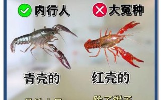 龙虾吃什么食物长得快_龙虾养殖饲料选择