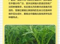 雪里红什么时候种最合适_雪里红种植最佳时间