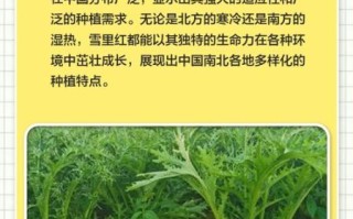 雪里红什么时候种最合适_雪里红种植最佳时间