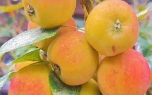 秋天有什么水果丰收_秋季应季水果有哪些