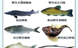 中国最贵的鱼是什么鱼_多少钱一斤