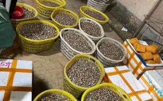 香螺养殖成本_香螺养殖利润