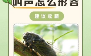 知了怎么分辨公母_知了什么时候叫得最响