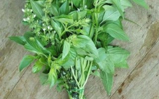 金不换叶子图片_金不换叶子长什么样