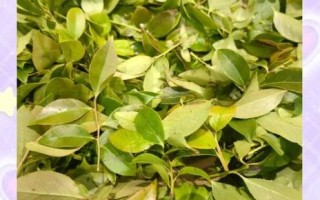 乌米饭树叶是什么_乌饭叶怎么做乌米饭