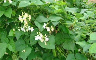 白芸豆长什么样_白芸豆植物形态特征