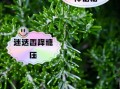 迷迭香茶可以每天喝吗_长期饮用副作用