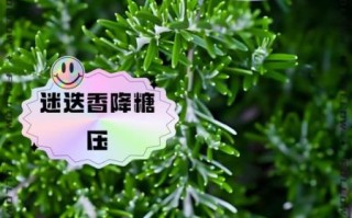 迷迭香茶可以每天喝吗_长期饮用副作用