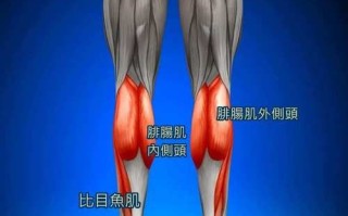 比目鱼肌在哪_比目鱼肌怎么拉伸