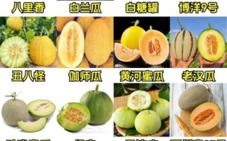 甜瓜品种有哪些_甜瓜图片大全怎么找