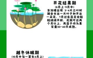 藕的功效与作用及禁忌_吃藕的注意事项