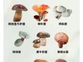 无毒蘑菇图片大全_如何辨别可食用蘑菇