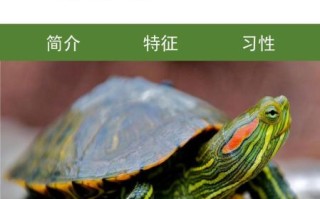 巴西红耳龟怎么养_巴西红耳龟能活多久