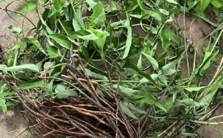 野生威灵仙图片_如何辨别真假