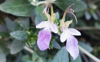 水果蓝花期多长_水果蓝几月开花