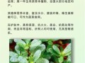 马齿苋对皮肤的功效有哪些_马齿苋护肤品适合敏感肌吗