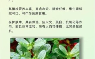 马齿苋对皮肤的功效有哪些_马齿苋护肤品适合敏感肌吗