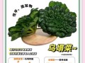 孕妇能吃乌塌菜吗_乌塌菜对孕妇有什么好处