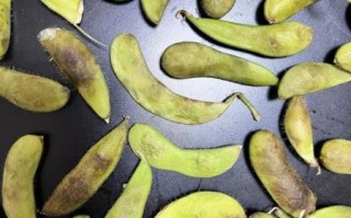 毛豆的营养价值及功效与作用吃多少_一天吃多少合适