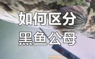 雄鱼是什么鱼_雄鱼与黑鱼的区别