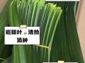 斑斓是什么植物_斑斓叶能吃吗