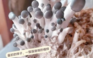 平菇怎么种植_平菇种植视频教程