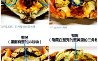 螃蟹哪些部位不能吃_详细图解