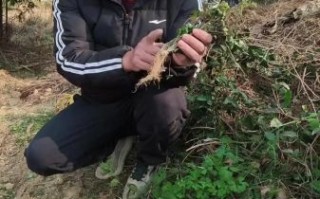 紫背天葵子图片长什么样_紫背天葵子真假辨别方法