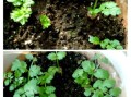 香菜种子怎么催芽_香菜种子几天发芽