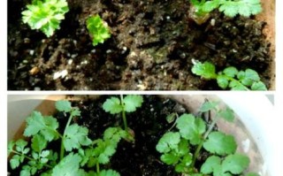 香菜种子怎么催芽_香菜种子几天发芽