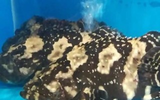 老虎斑是淡水还是海鱼_老虎斑属于什么鱼