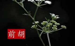 前胡的功效与作用_前胡的禁忌有哪些