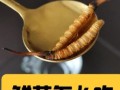 鲜虫草怎么吃效果最好_鲜虫草食用方法