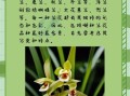 兰花品种有哪些_如何识别名贵兰花