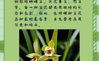 兰花品种有哪些_如何识别名贵兰花